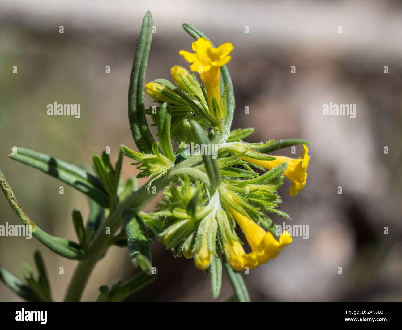 manyflowered gromwell (Lithospermum multiflorum) Plantae Stock Photo ...