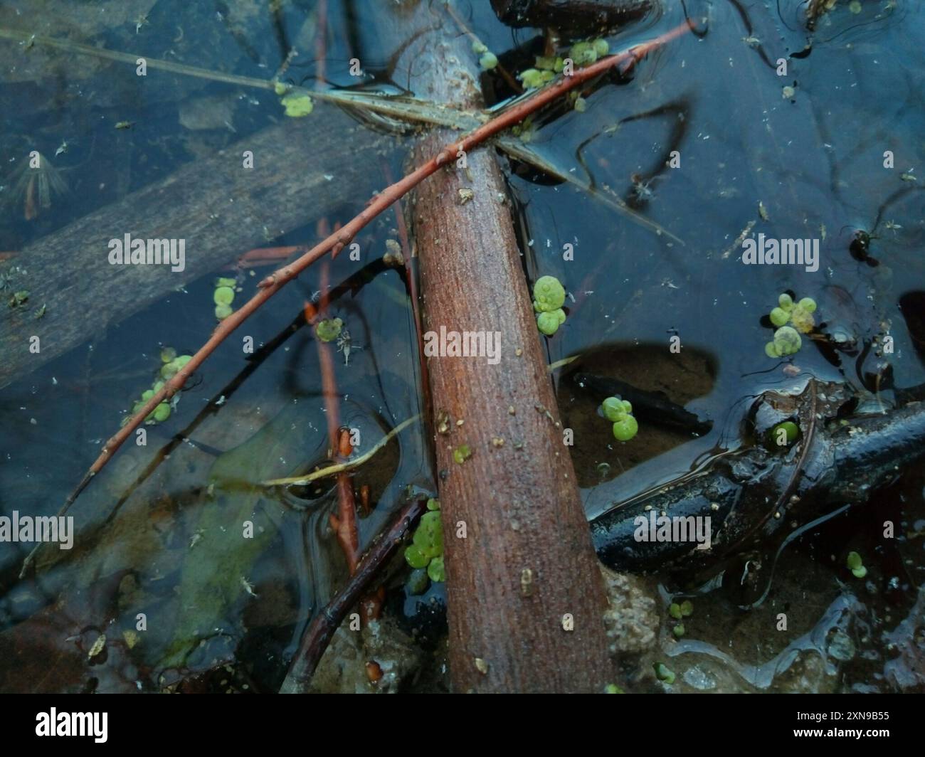 greater duckweed (Spirodela polyrhiza) Plantae Stock Photo - Alamy