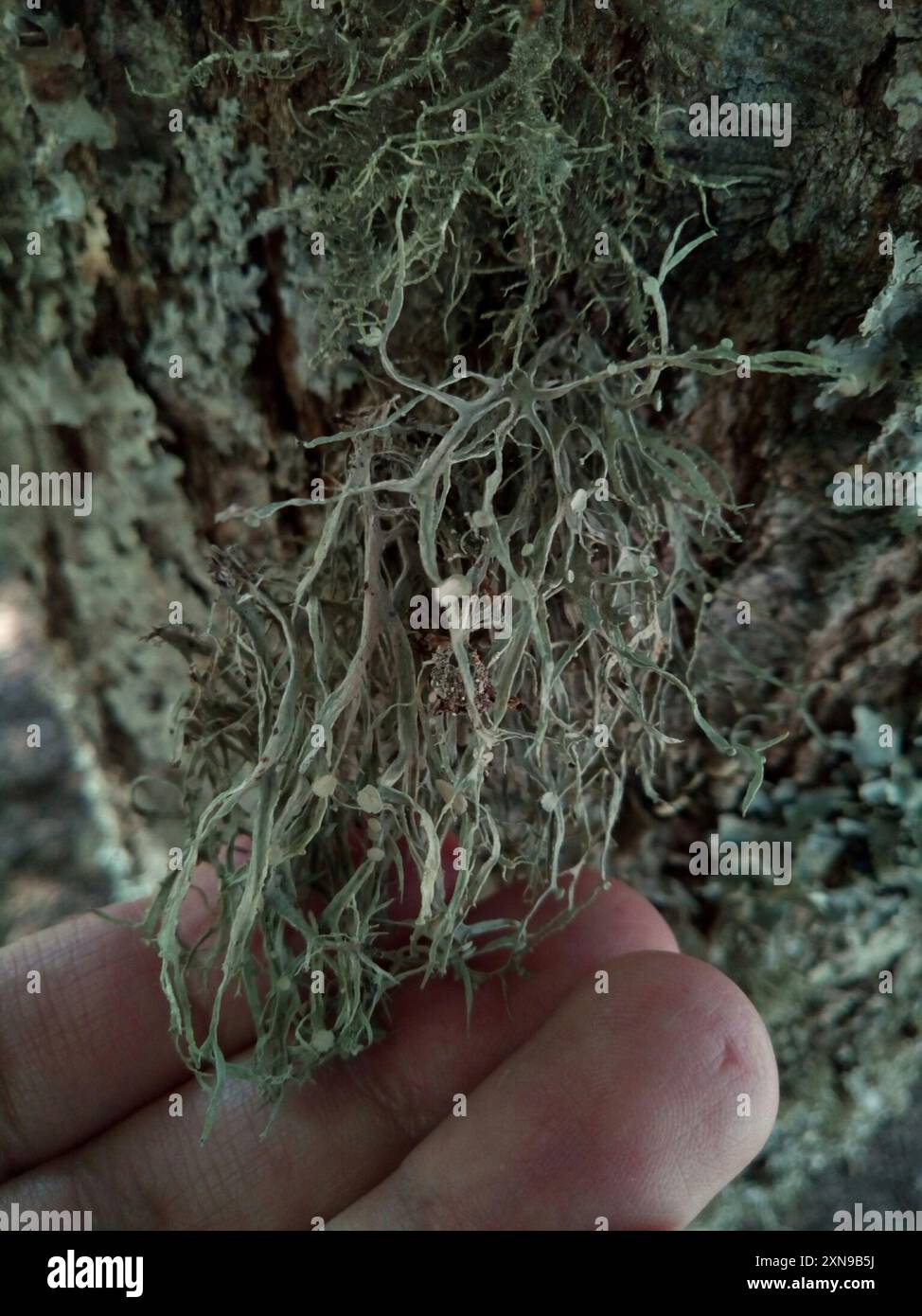 bushy lichens, sea-fog lichens, and allies (Ramalinaceae) Fungi Stock ...