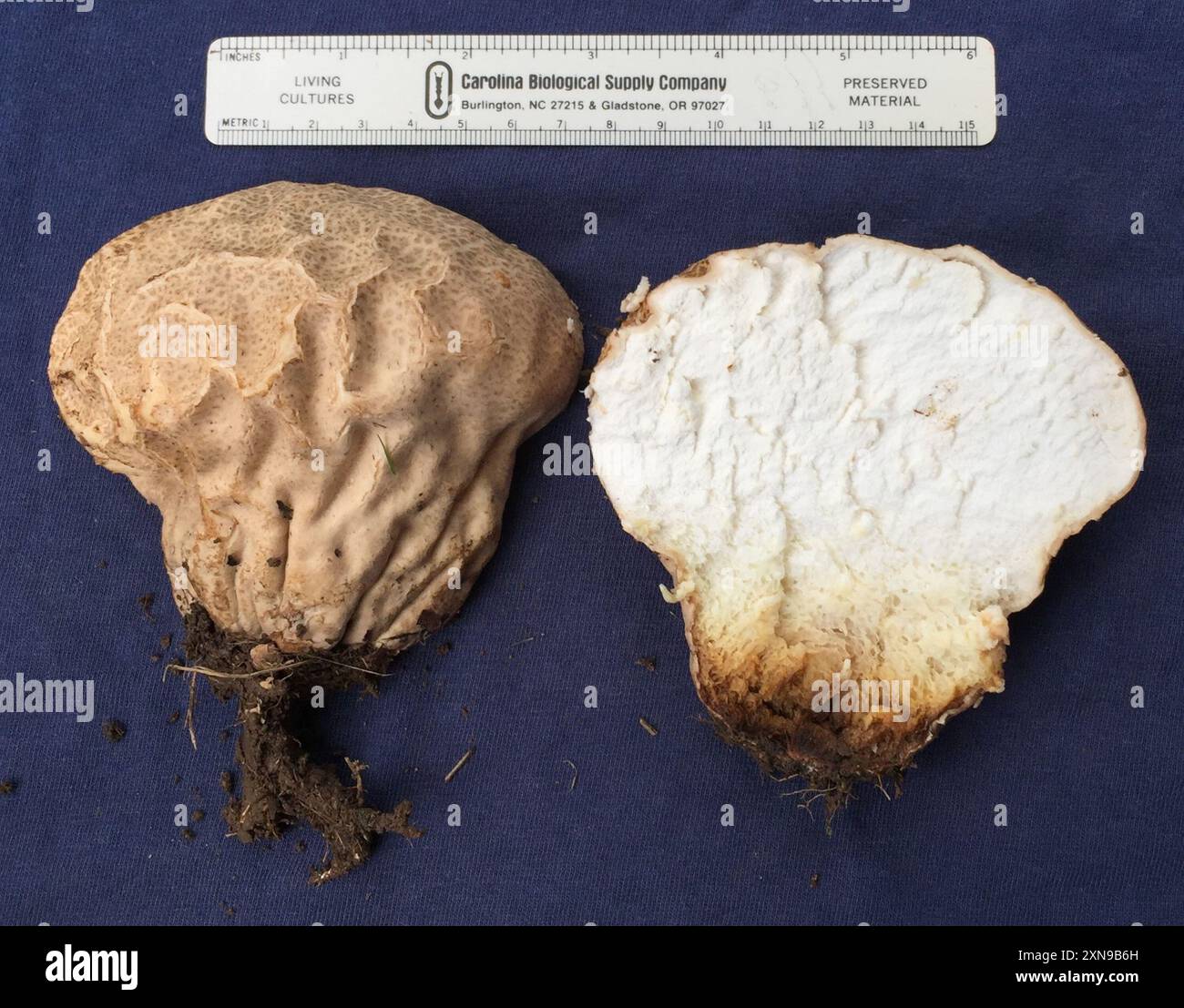 Purple-spored Puffball (Calvatia cyathiformis) Fungi Stock Photo - Alamy