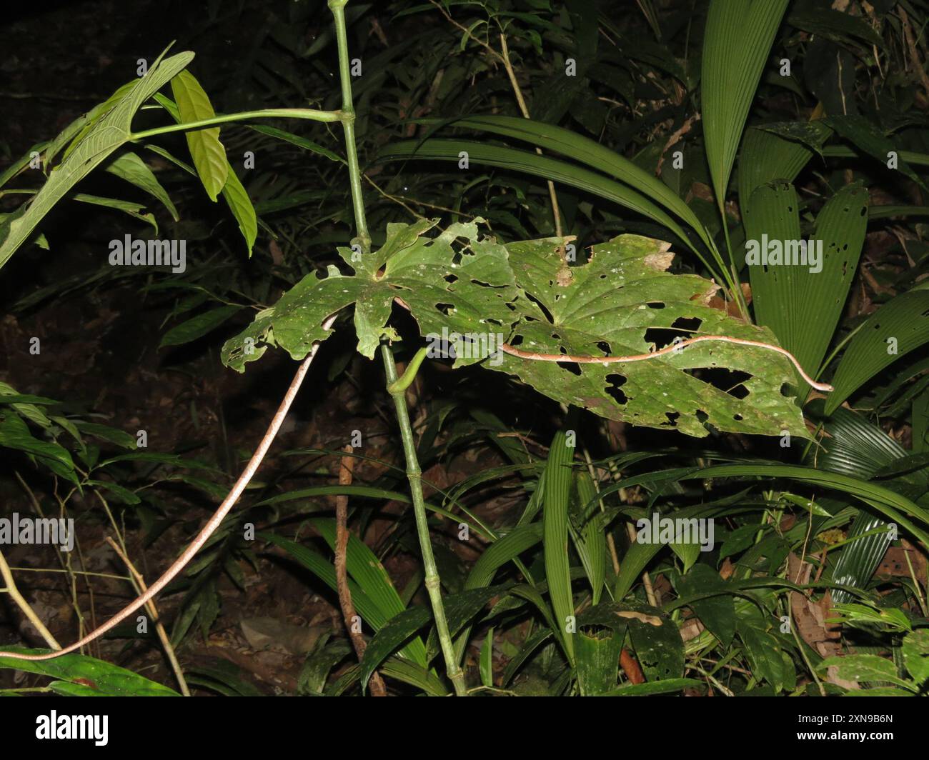 Common Blunt-headed Tree Snake (Imantodes cenchoa) Reptilia Stock Photo ...