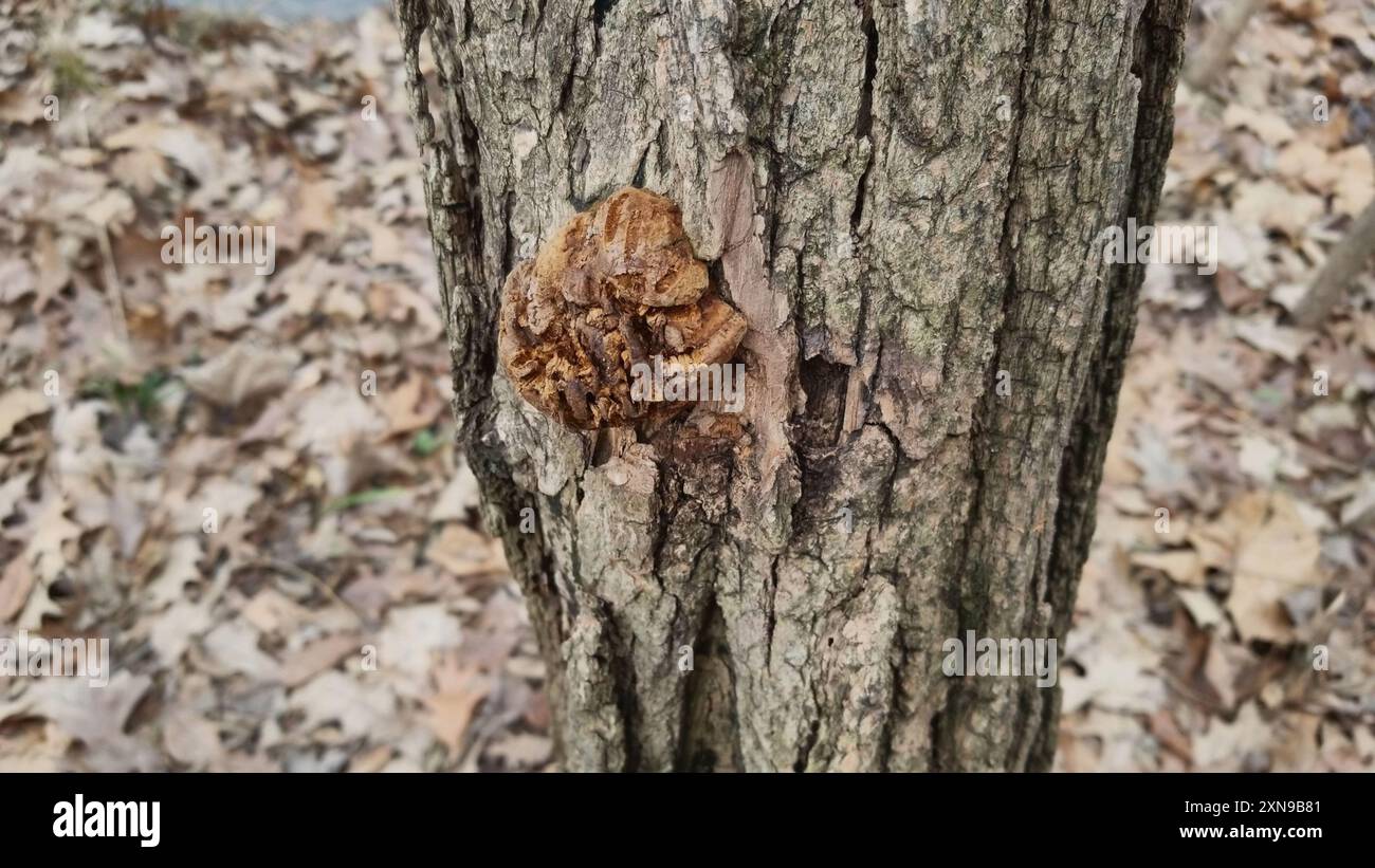 Cracked Cap Polypore (Fulvifomes robiniae) Fungi Stock Photo - Alamy