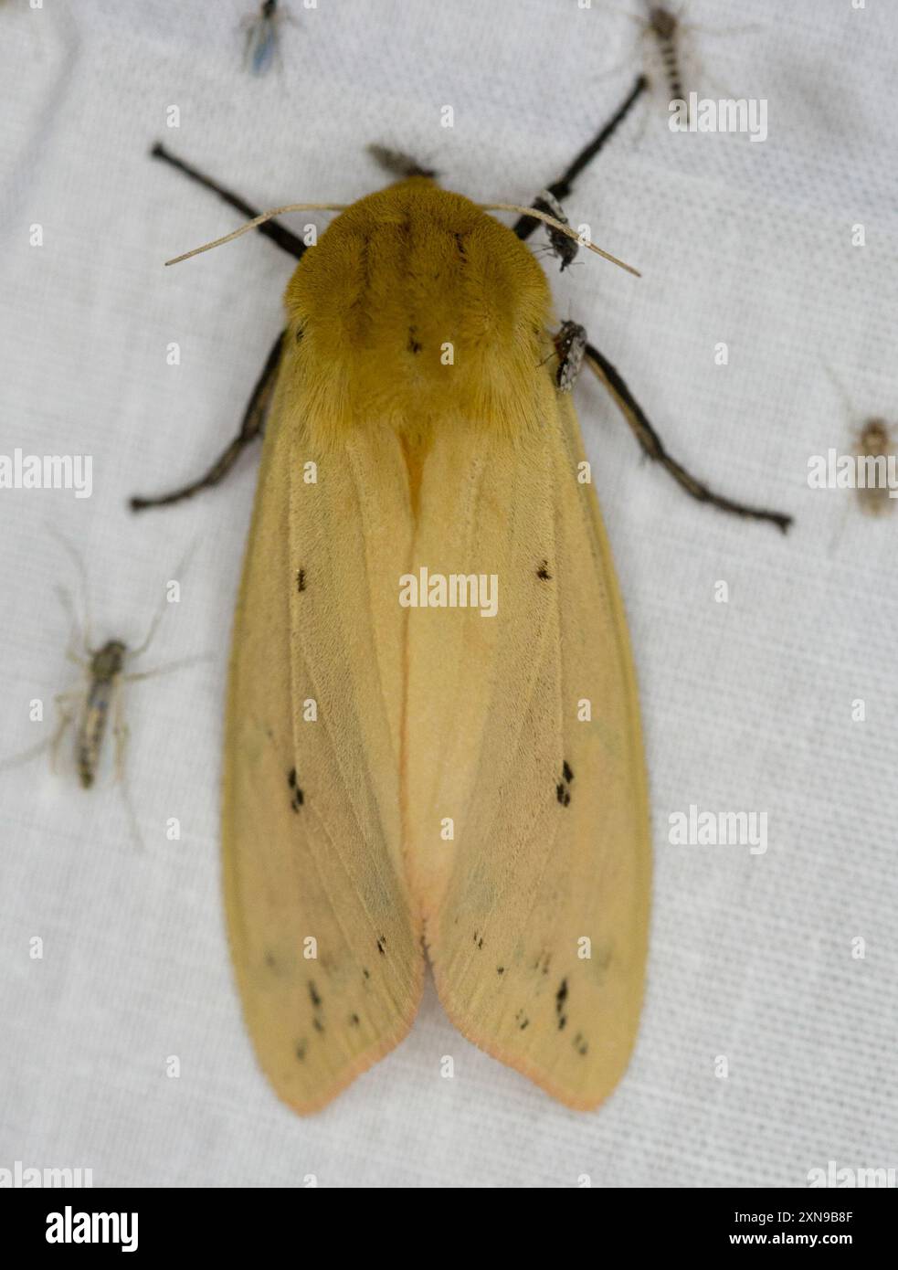Isabella Tiger Moth (Pyrrharctia isabella) Insecta Stock Photo - Alamy