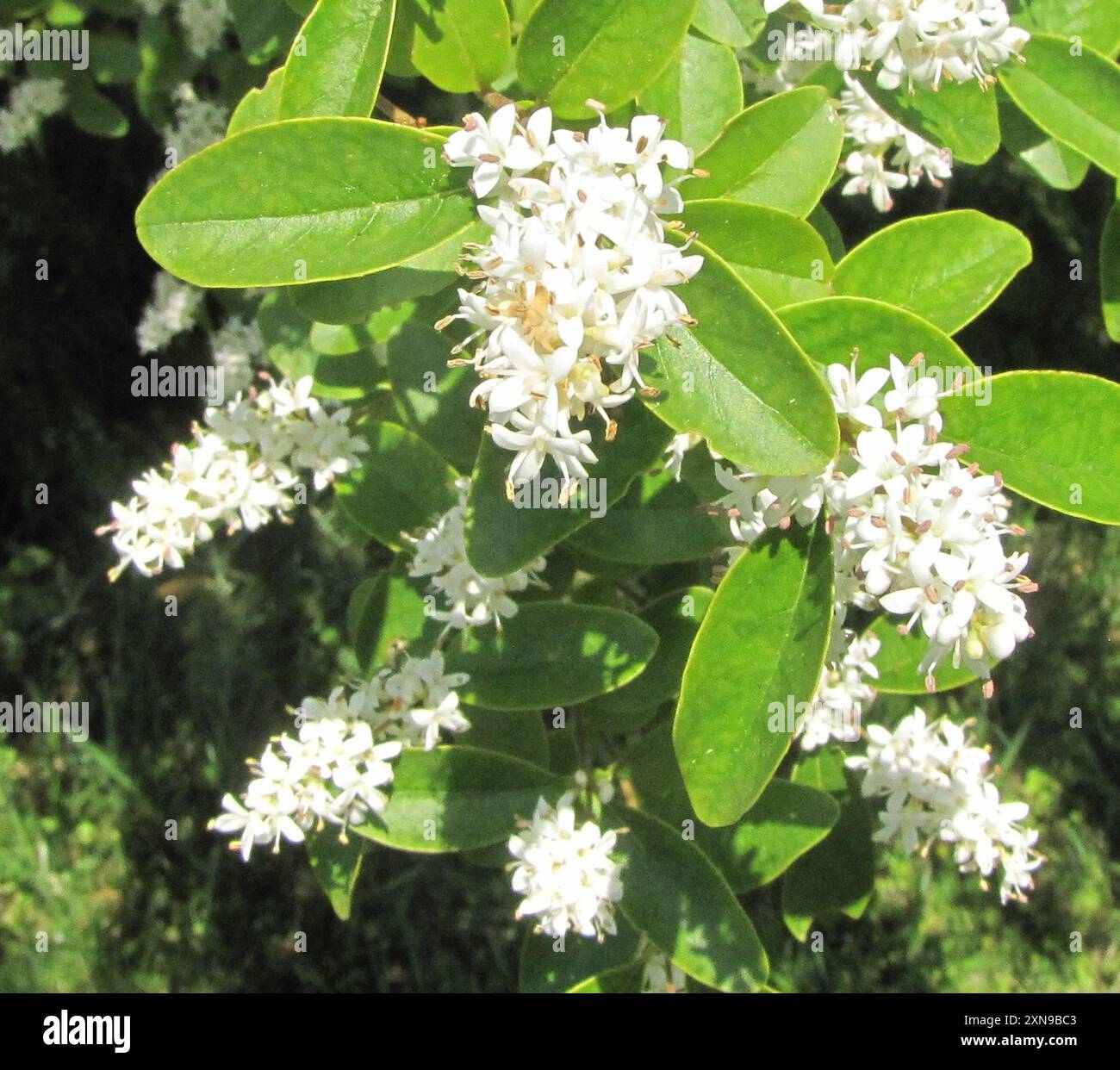 Chinese privet (Ligustrum sinense) Plantae Stock Photo - Alamy