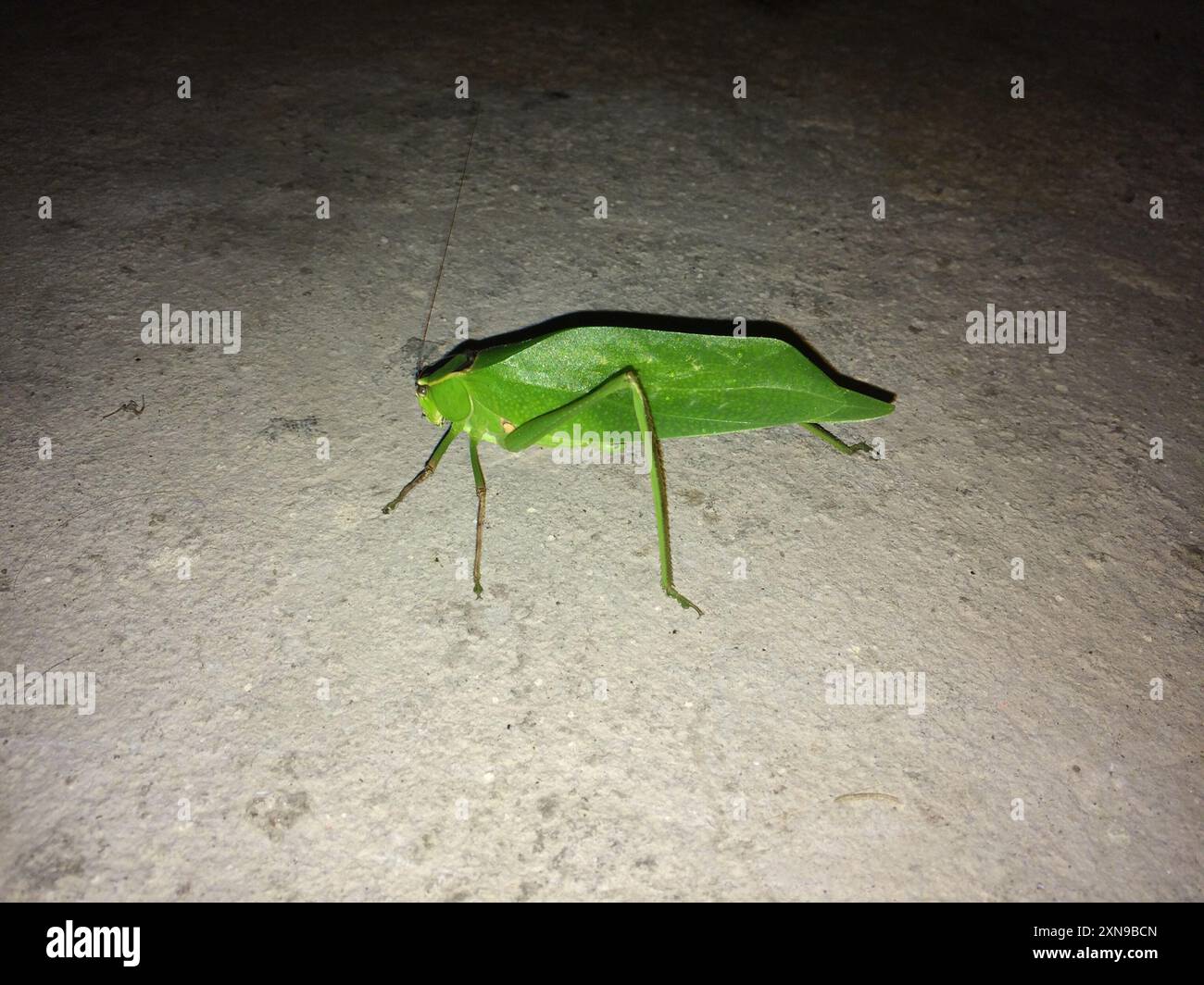 Neotropical Giant Katydids (Stilpnochlora) Insecta Stock Photo - Alamy