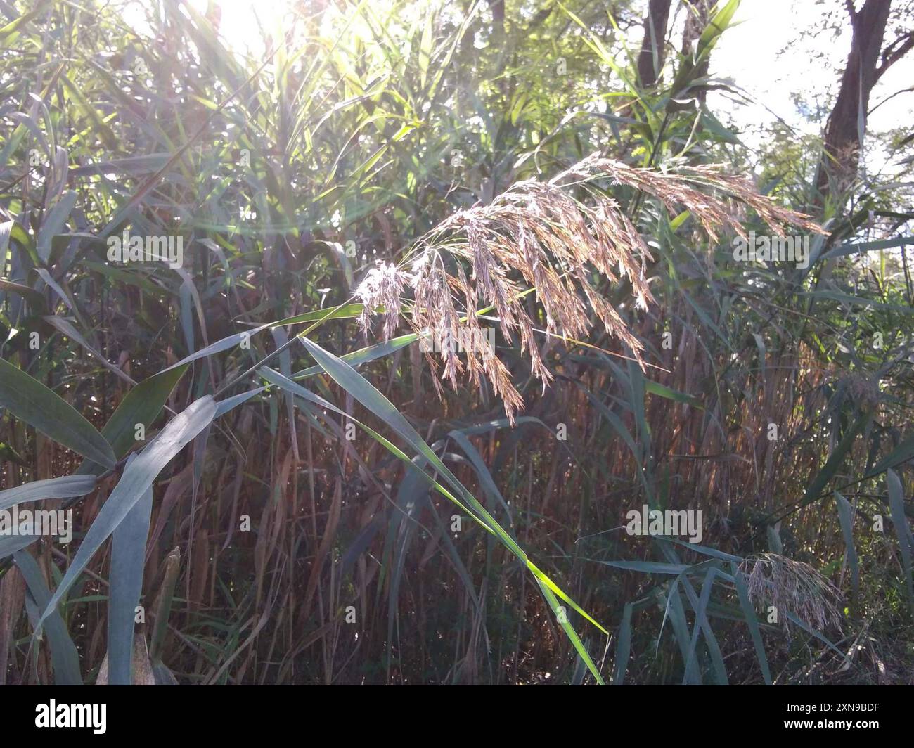 common reed (Phragmites australis) Plantae Stock Photo - Alamy