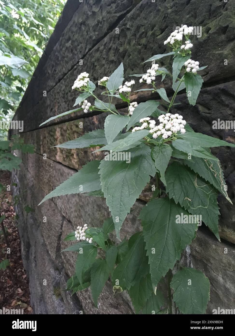 white snakeroot (Ageratina altissima) Plantae Stock Photo - Alamy