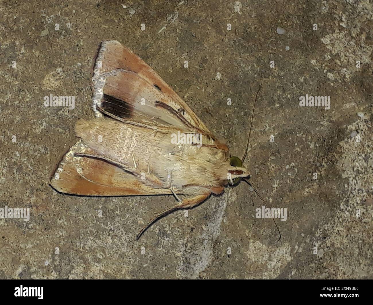 Cotton Bollworm Moth (Helicoverpa armigera) Insecta Stock Photo - Alamy