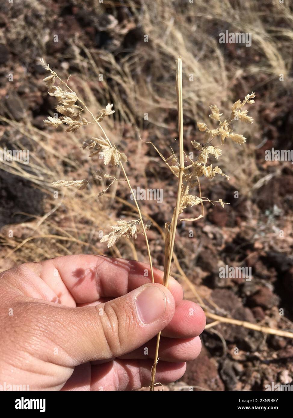 Eragrostis Cilianensis Eragrostis Cilianensis (All.) Janch., Gray Love
