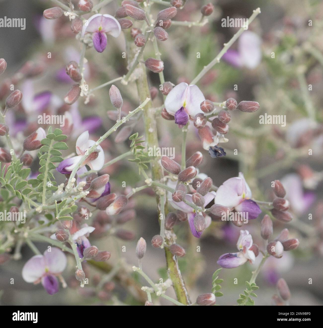 desert ironwood (Olneya tesota) Plantae Stock Photo - Alamy