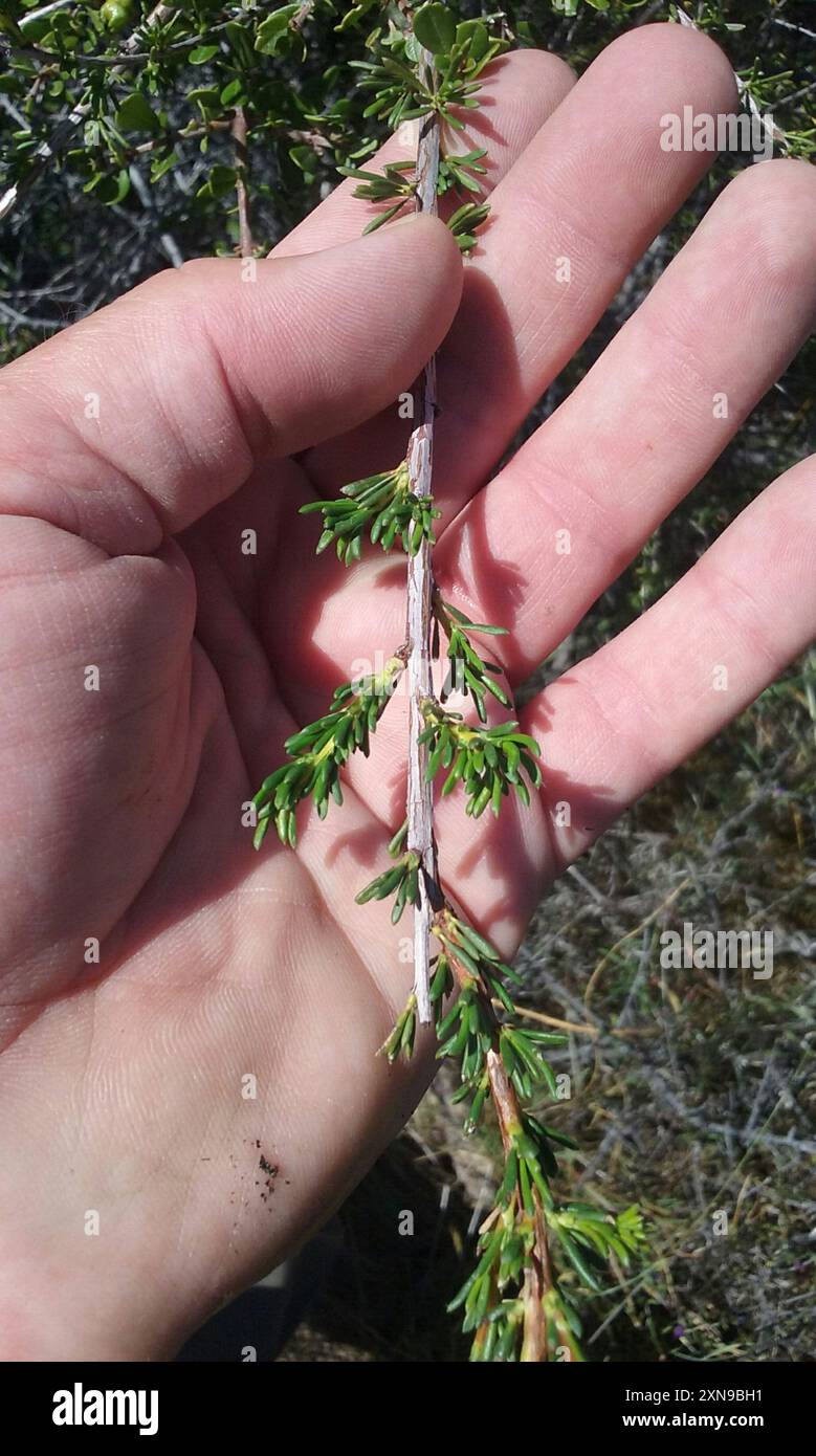 chamise (Adenostoma fasciculatum) Plantae Stock Photo - Alamy