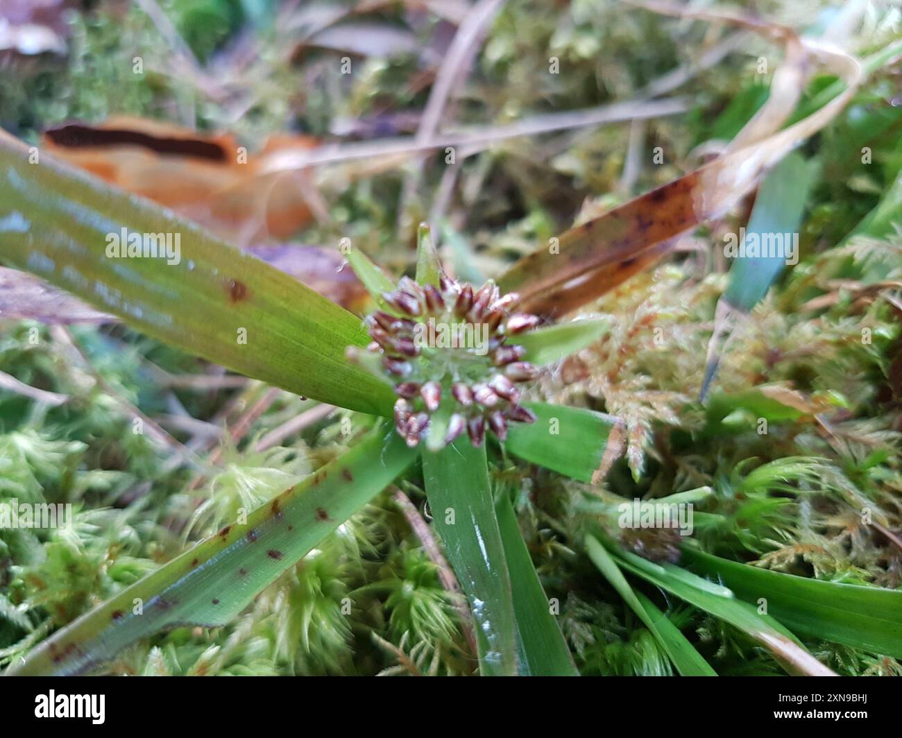 Hairy Woodrush (Luzula pilosa) Plantae Stock Photo - Alamy