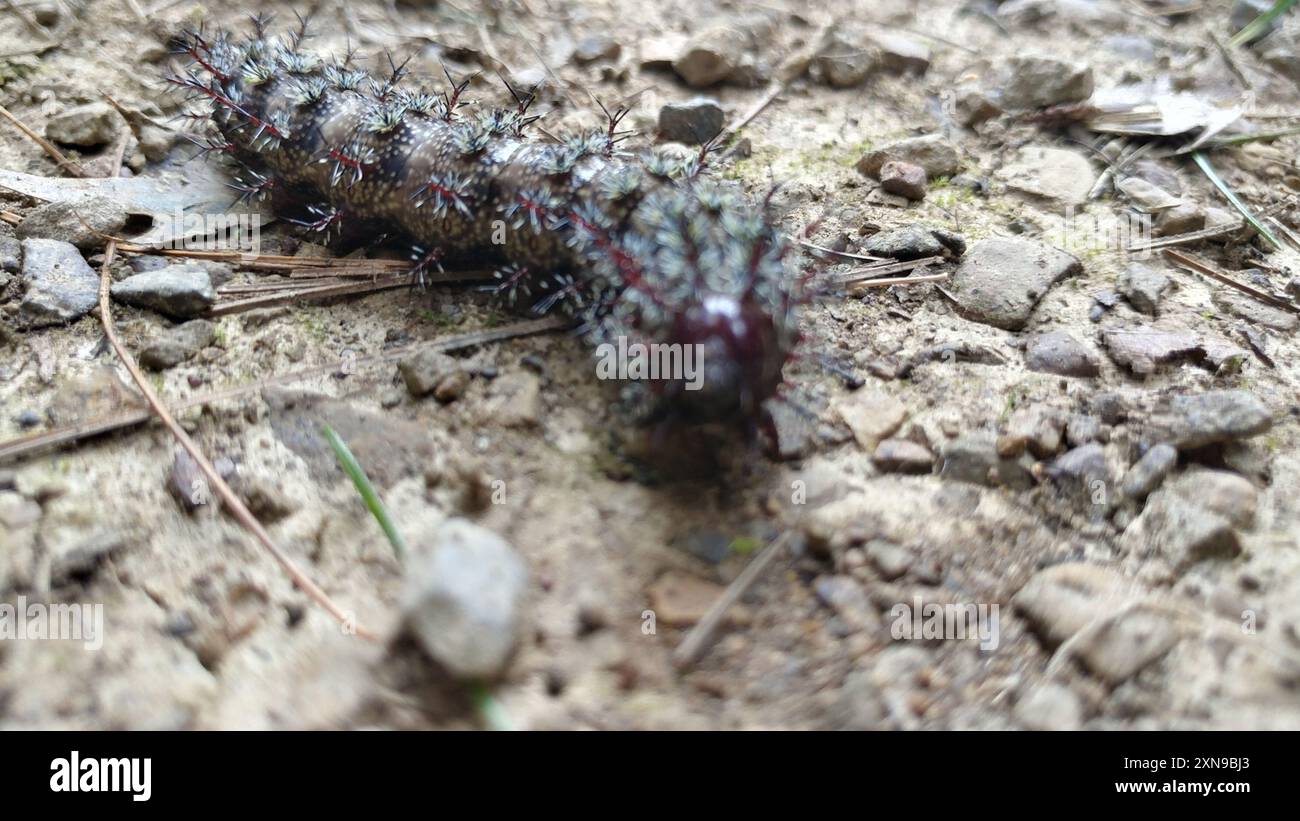 Buck Moth (Hemileuca maia) Insecta Stock Photo - Alamy