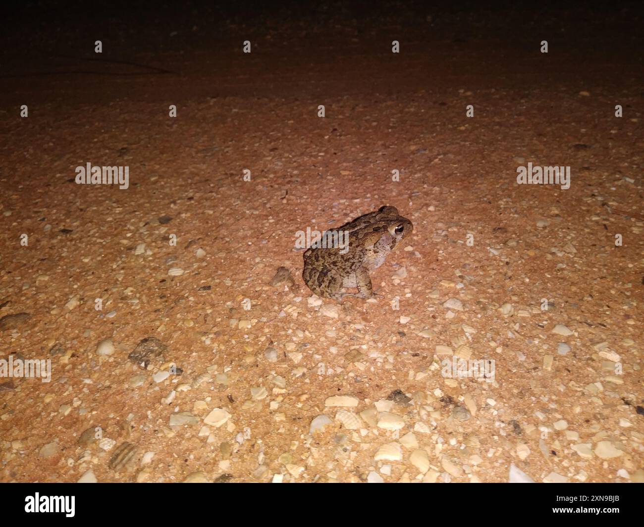 Southern Toad (Anaxyrus terrestris) Amphibia Stock Photo - Alamy