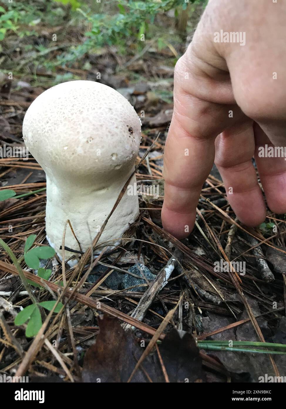 Pestle Puffball (Lycoperdon excipuliforme) Fungi Stock Photo - Alamy
