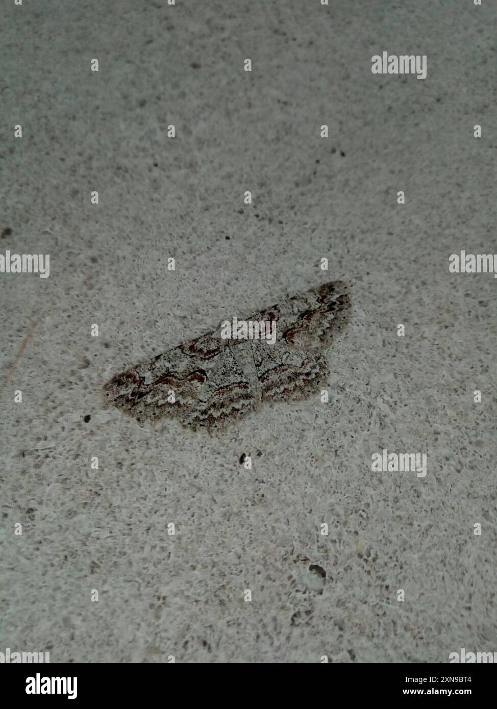 Brown-shaded Gray (Iridopsis defectaria) Insecta Stock Photo - Alamy