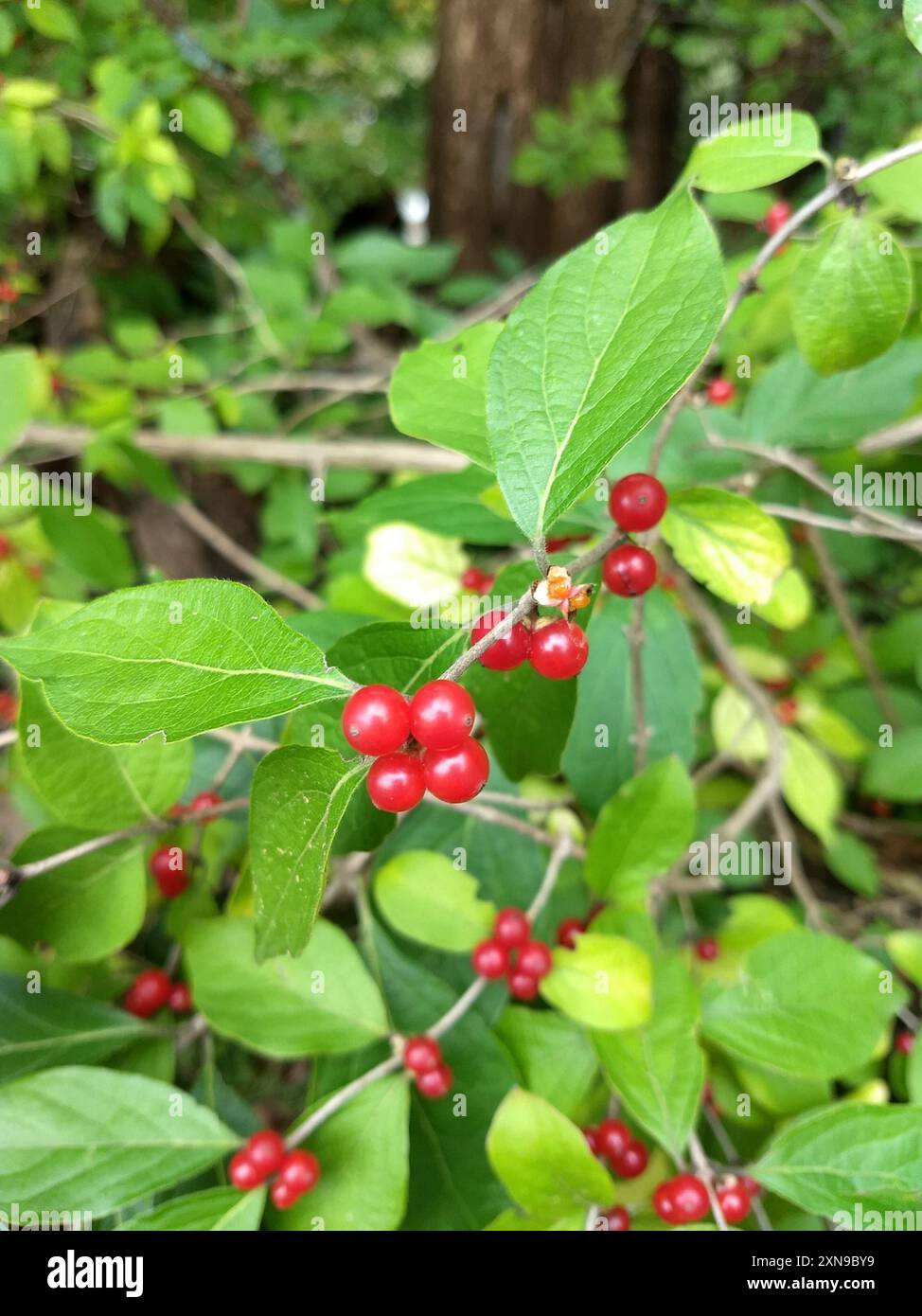 Amur honeysuckle (Lonicera maackii) Plantae Stock Photo - Alamy