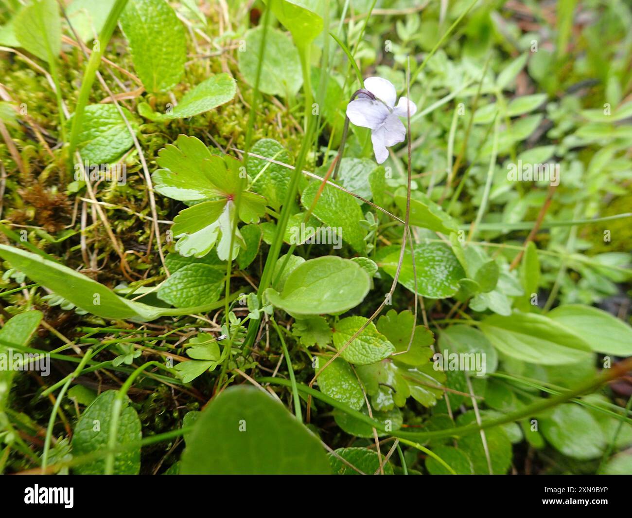 dwarf marsh violet (Viola epipsiloides) Plantae Stock Photo - Alamy