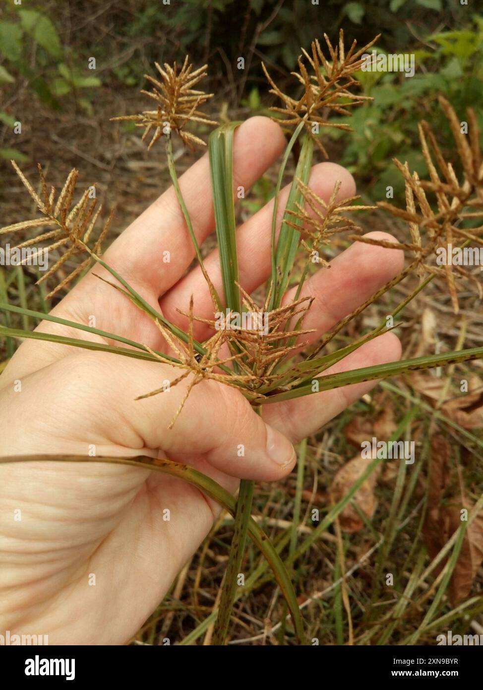 yellow nutsedge (Cyperus esculentus) Plantae Stock Photo - Alamy