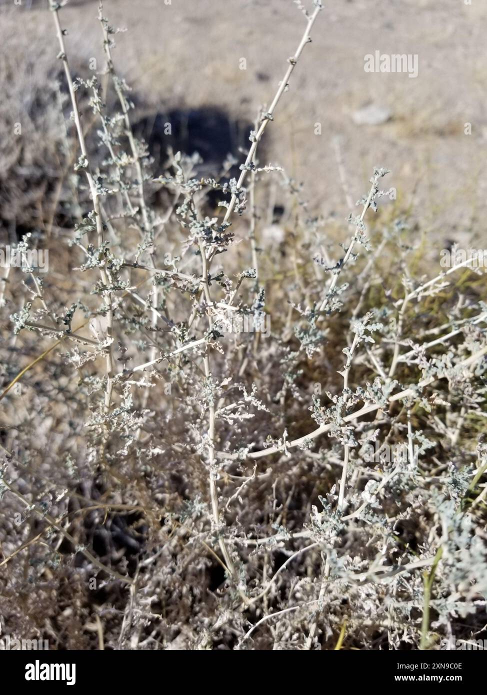 Burrobush (Ambrosia dumosa) Plantae Stock Photo - Alamy