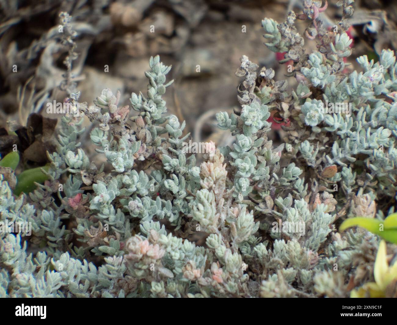 California orache (Extriplex californica) Plantae Stock Photo - Alamy