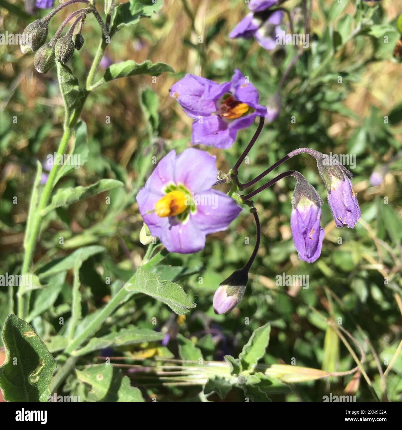 nightshades (Solanum) Plantae Stock Photo - Alamy