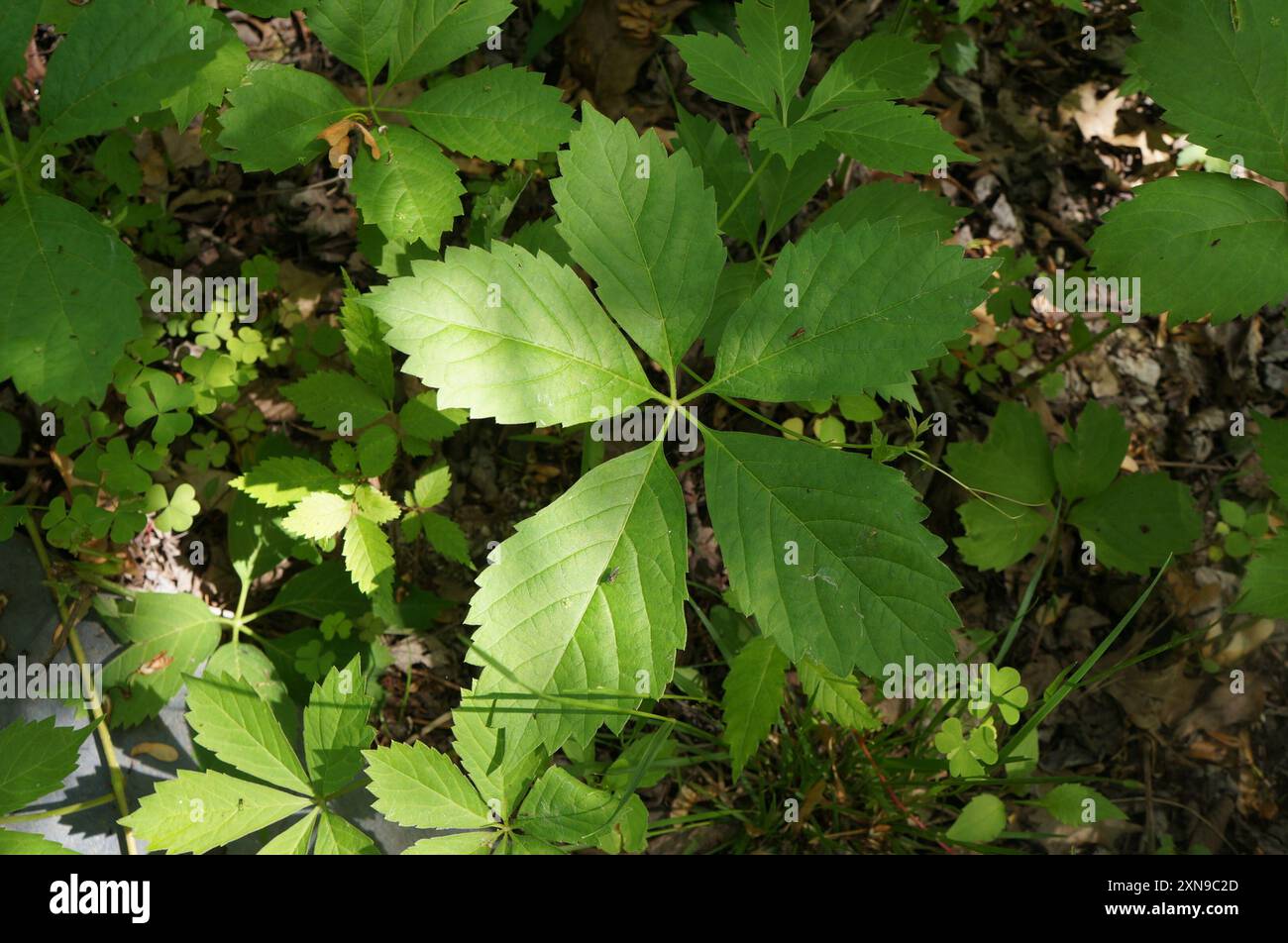 Virginia creeper (Parthenocissus quinquefolia) Plantae Stock Photo - Alamy