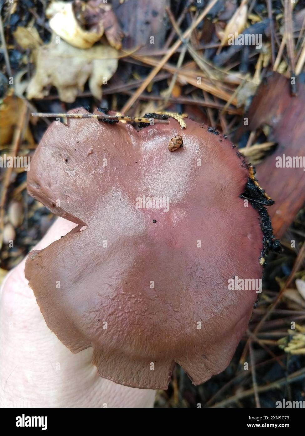 Pine Spikes (Chroogomphus vinicolor) Fungi Stock Photo - Alamy