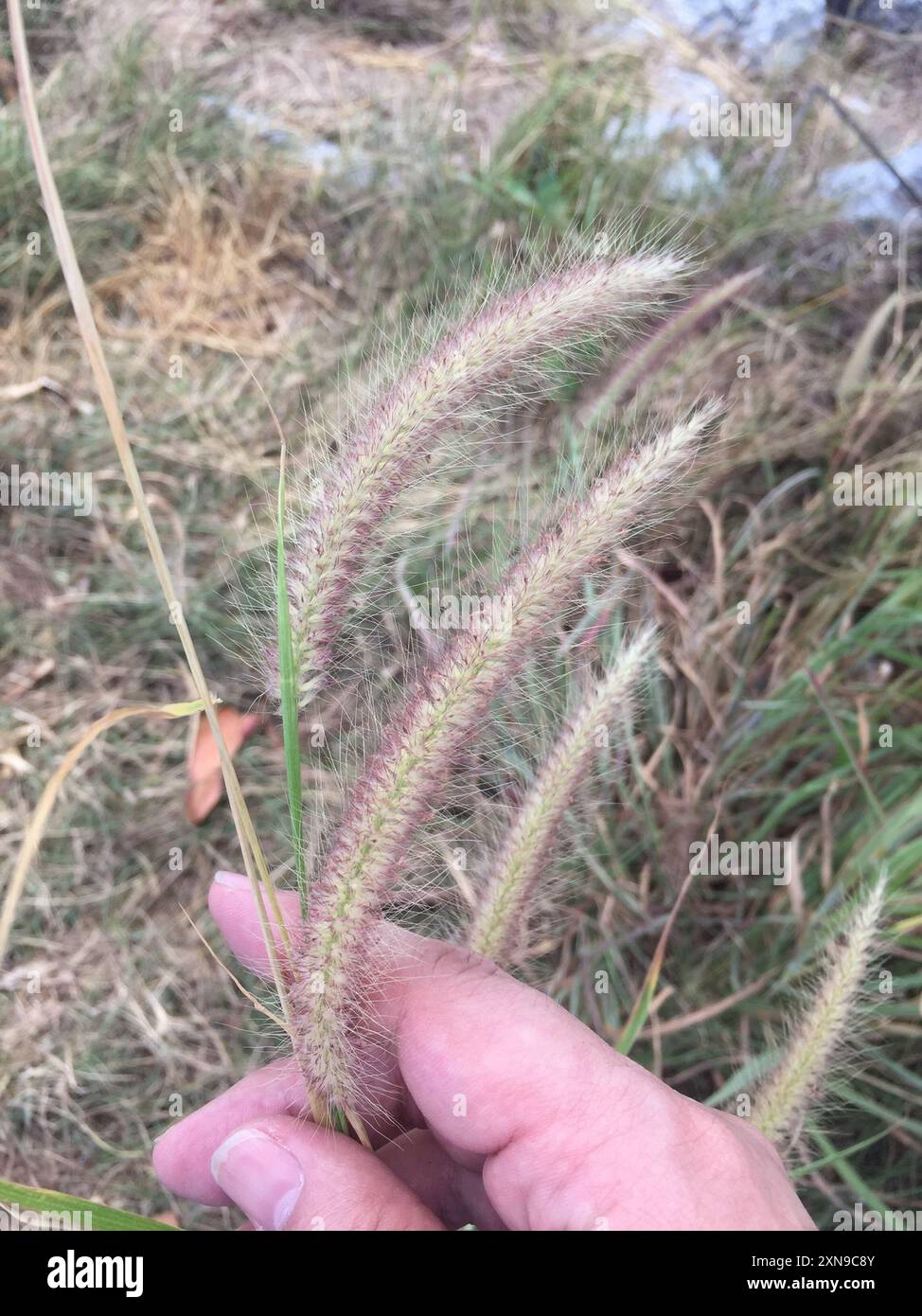 Fountain Grass (Cenchrus setaceus) Plantae Stock Photo - Alamy