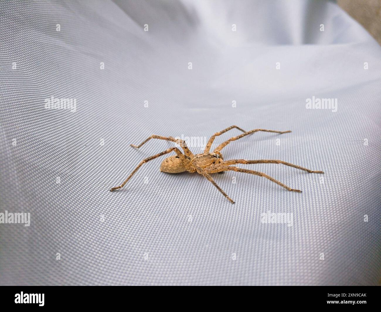 Mediterranean Spiny False Wolf Spider (Zoropsis spinimana) Arachnida ...