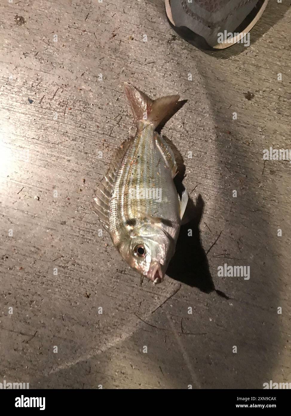 Pinfish (Lagodon rhomboides) Actinopterygii Stock Photo - Alamy