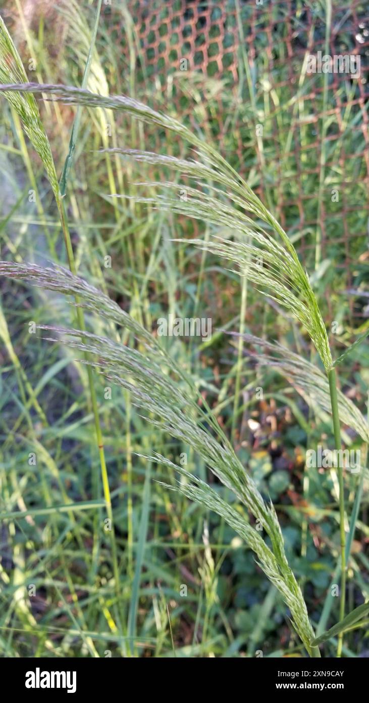 Smilo Grass (Oloptum miliaceum) Plantae Stock Photo - Alamy