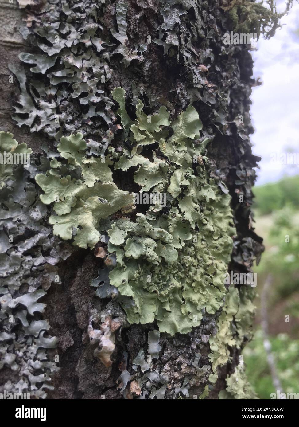 common greenshield lichen (Flavoparmelia caperata) Fungi Stock Photo ...