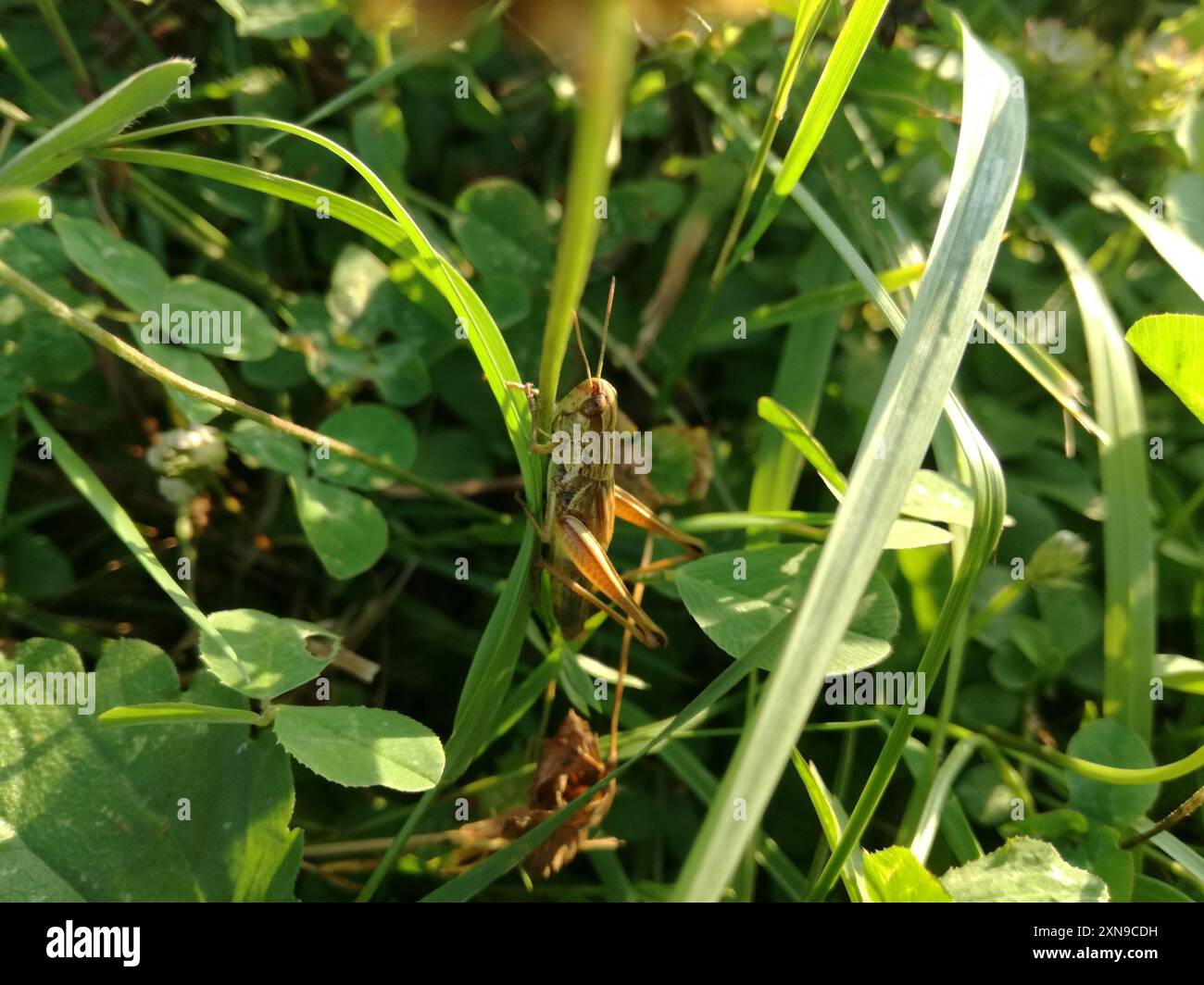 Meadow Grasshopper (Pseudochorthippus parallelus) Insecta Stock Photo ...