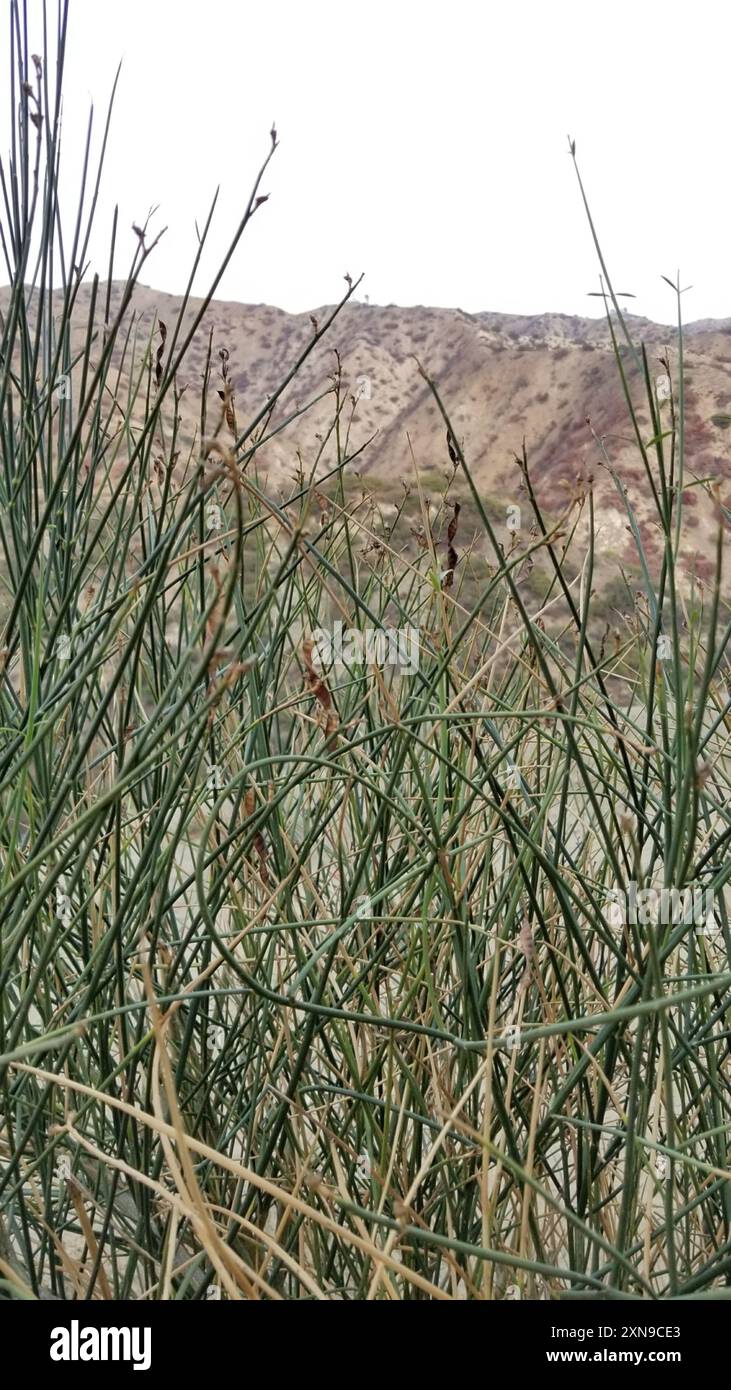 Spanish Broom (Spartium junceum) Plantae Stock Photo - Alamy