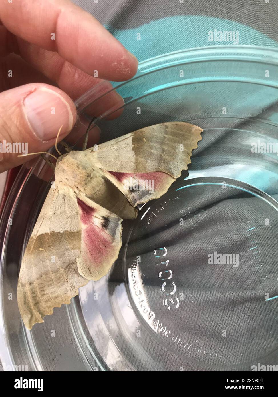 Modest Sphinx (Pachysphinx modesta) Insecta Stock Photo - Alamy