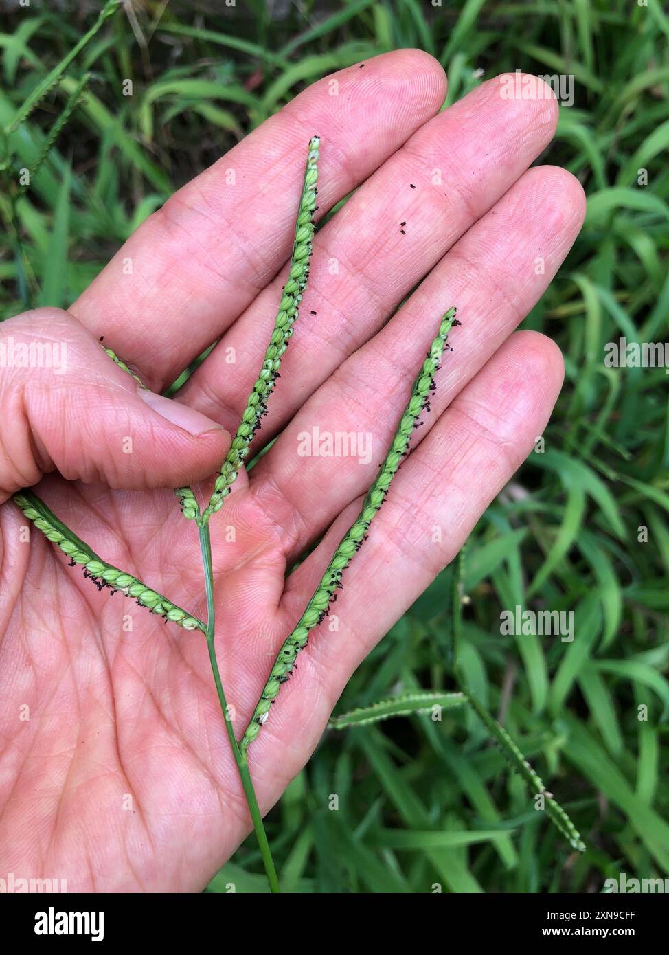 Florida paspalum (Paspalum floridanum) Plantae Stock Photo - Alamy