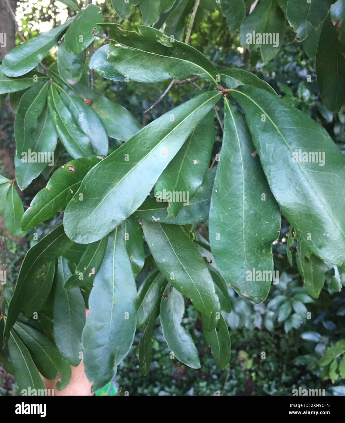 Quercus Laurifolia Bark