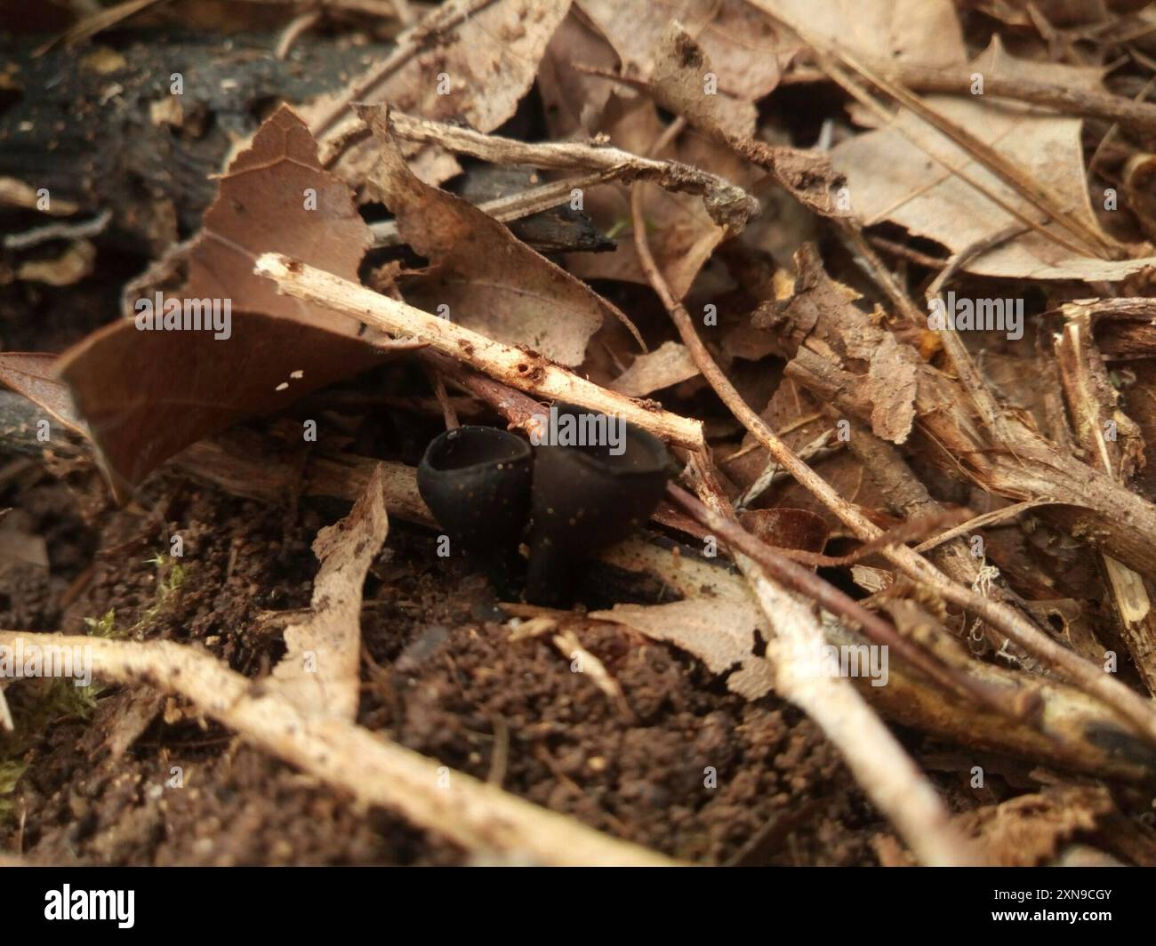 devil's urn (Urnula craterium) Fungi Stock Photo - Alamy