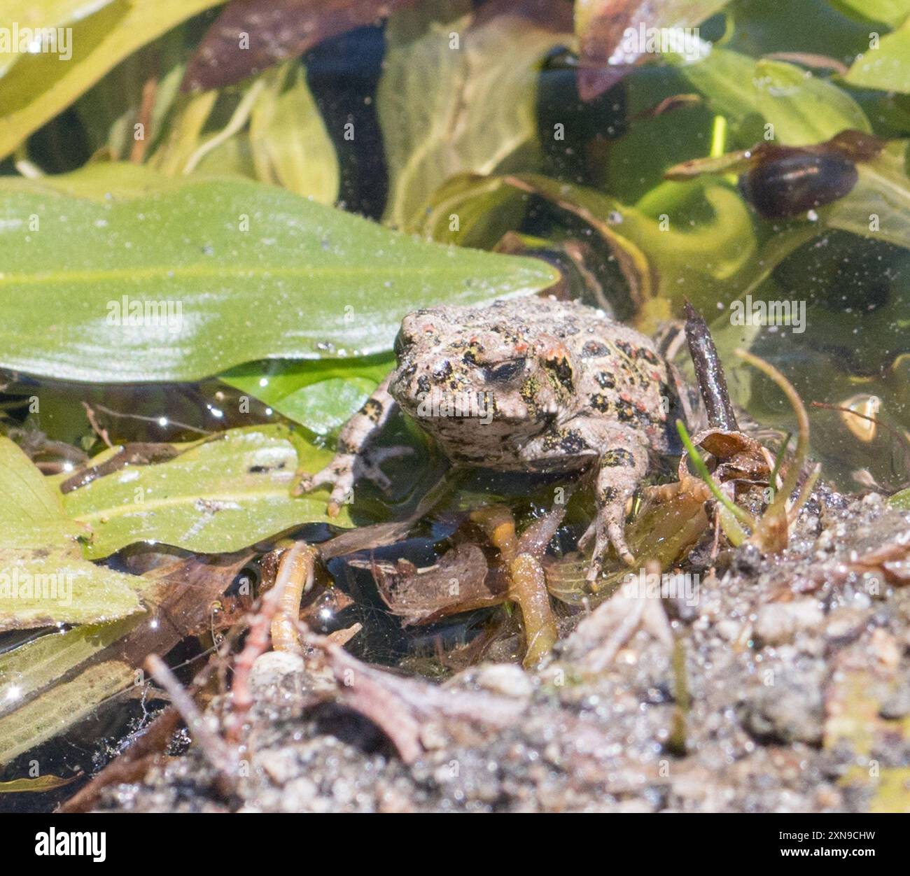 Western Toad (Anaxyrus boreas) Amphibia Stock Photo - Alamy