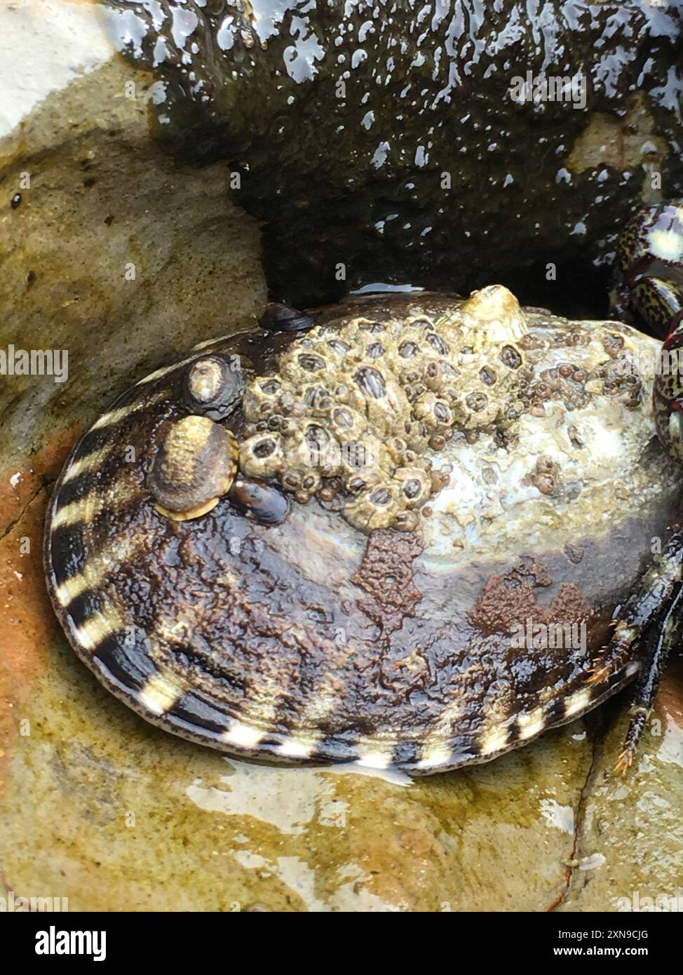 Owl Limpet (Lottia gigantea) Mollusca Stock Photo - Alamy