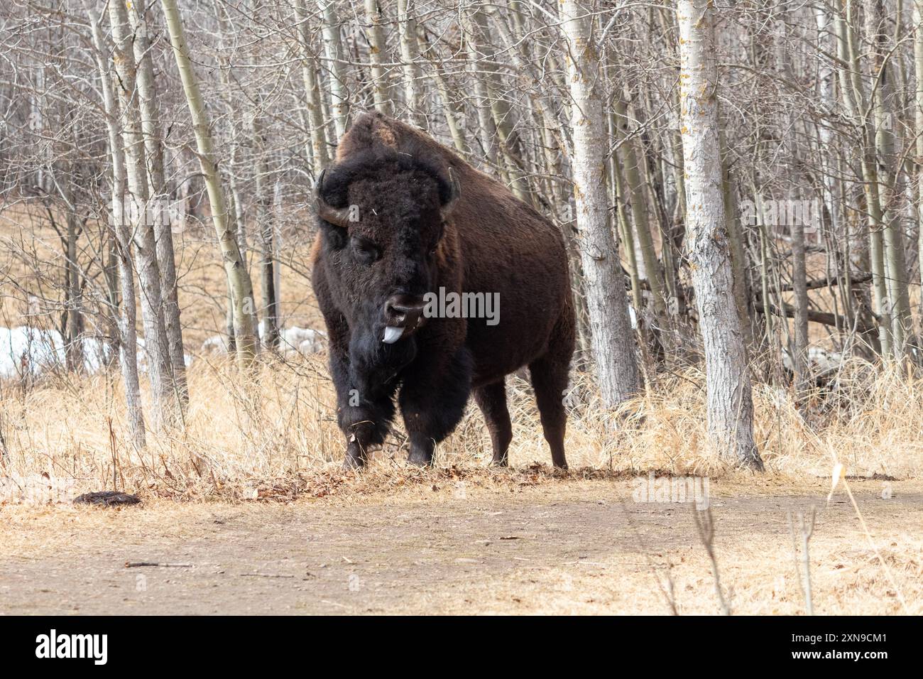 A plains bison at the Elk Island national Park in Ablerta, Canada Stock ...