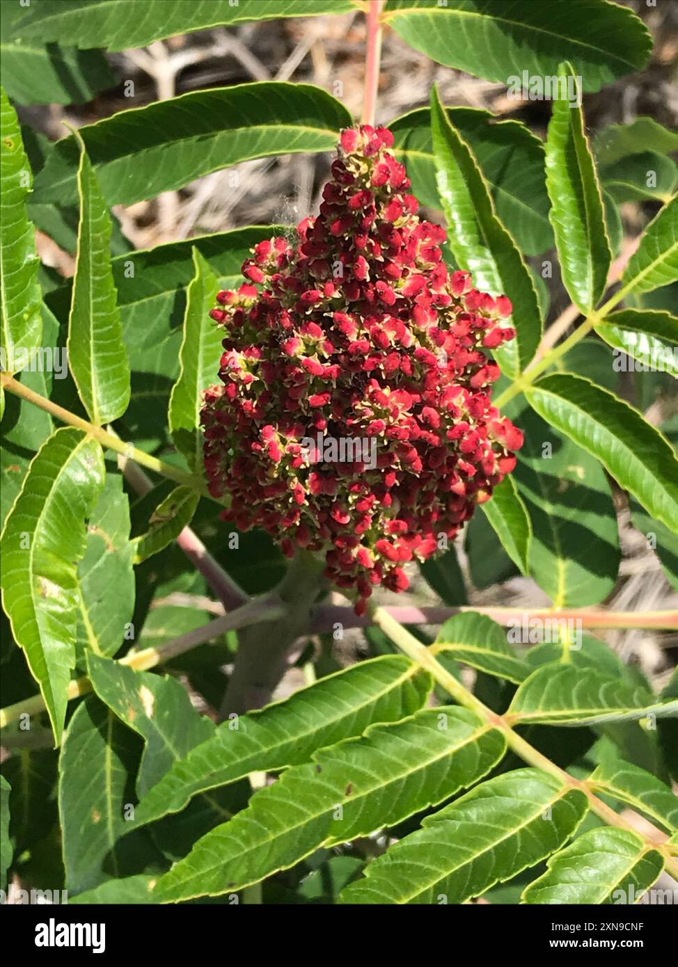 smooth sumac (Rhus glabra) Plantae Stock Photo - Alamy