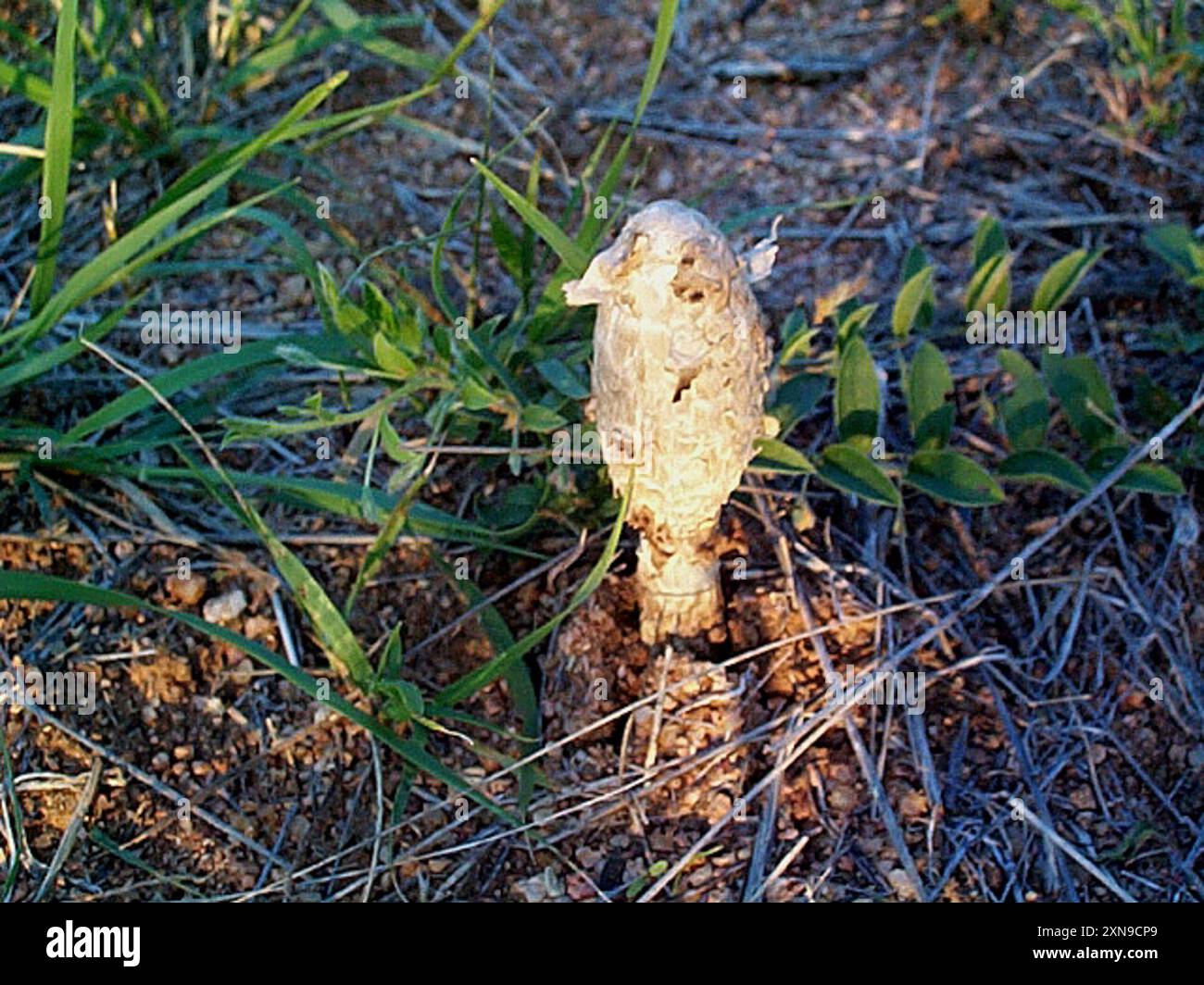 Podaxis hi-res stock photography and images - Alamy
