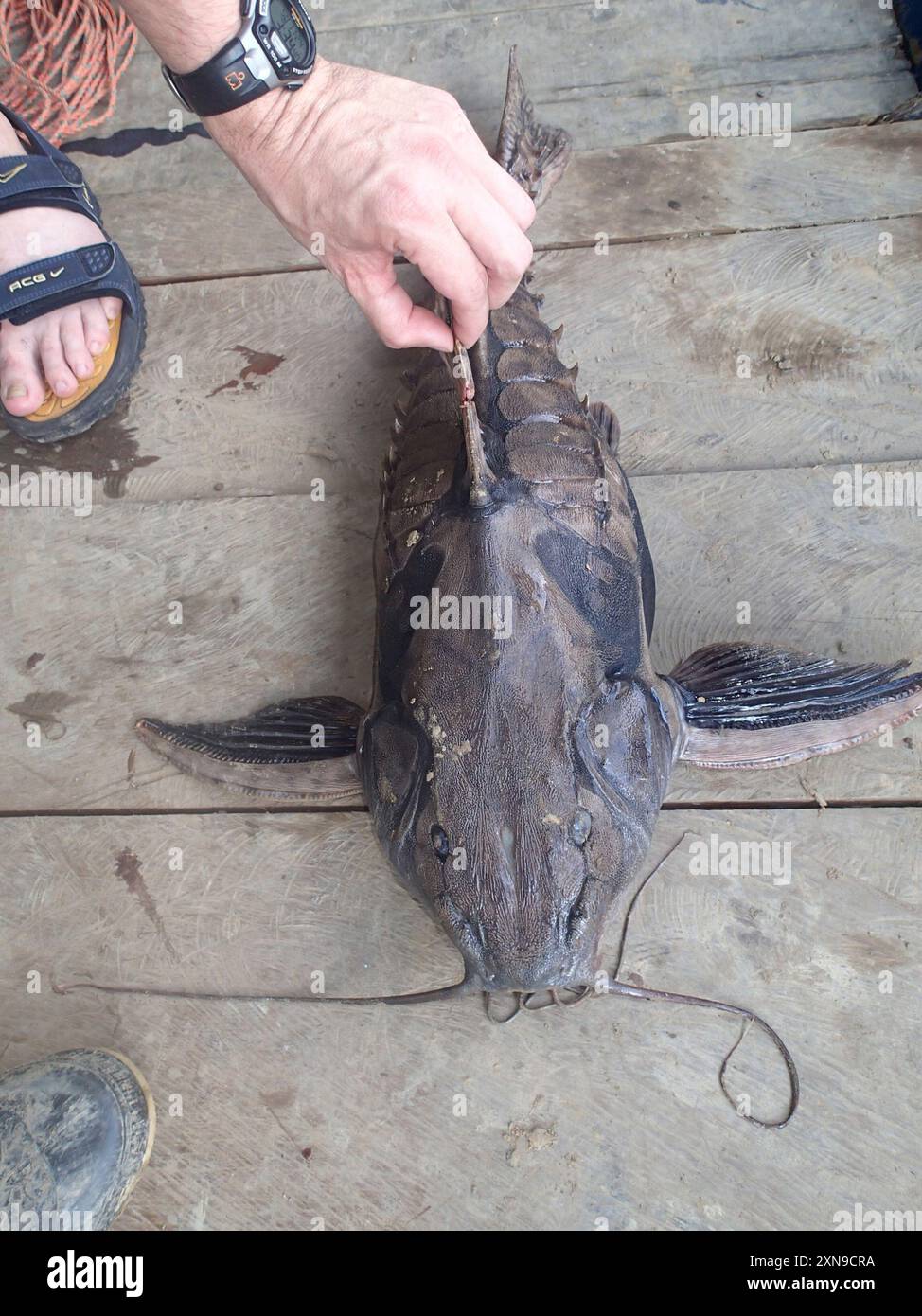 Giant Talking Catfish (Megalodoras uranoscopus) Actinopterygii Stock ...