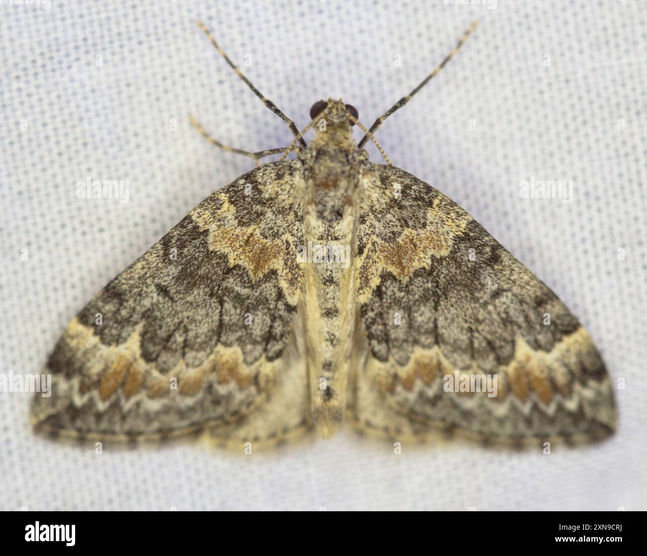 Geometer Moths (Geometridae) Insecta Stock Photo - Alamy