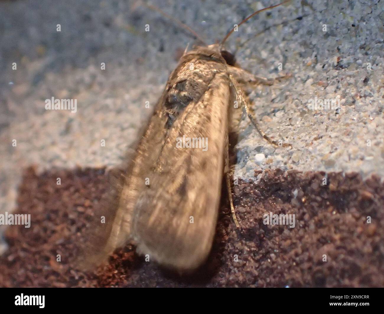 Fall Armyworm Moth (Spodoptera frugiperda) Insecta Stock Photo - Alamy