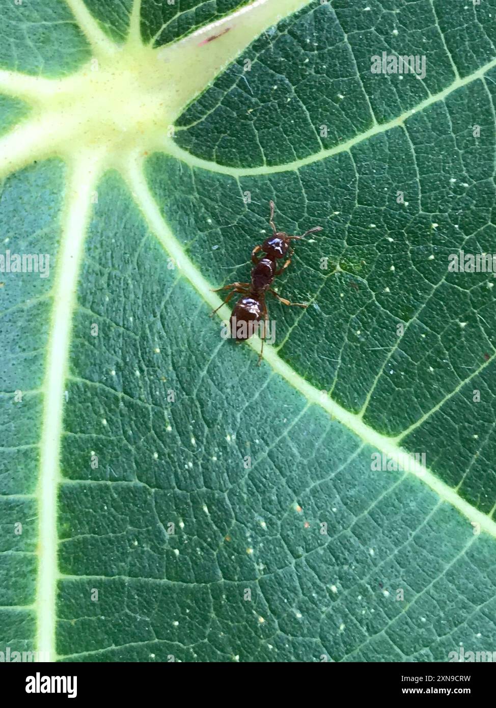 Citronella Ants, Fuzzy Ants, and Allies (Lasius) Insecta Stock Photo ...