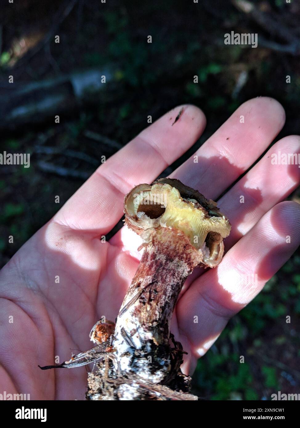 Western Painted Suillus (Suillus lakei) Fungi Stock Photo - Alamy