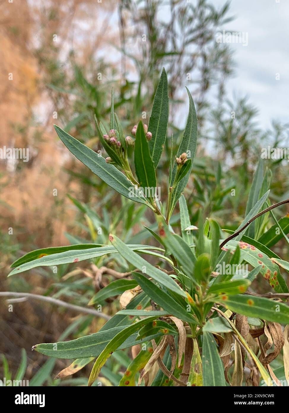 mule fat (Baccharis salicifolia) Plantae Stock Photo - Alamy